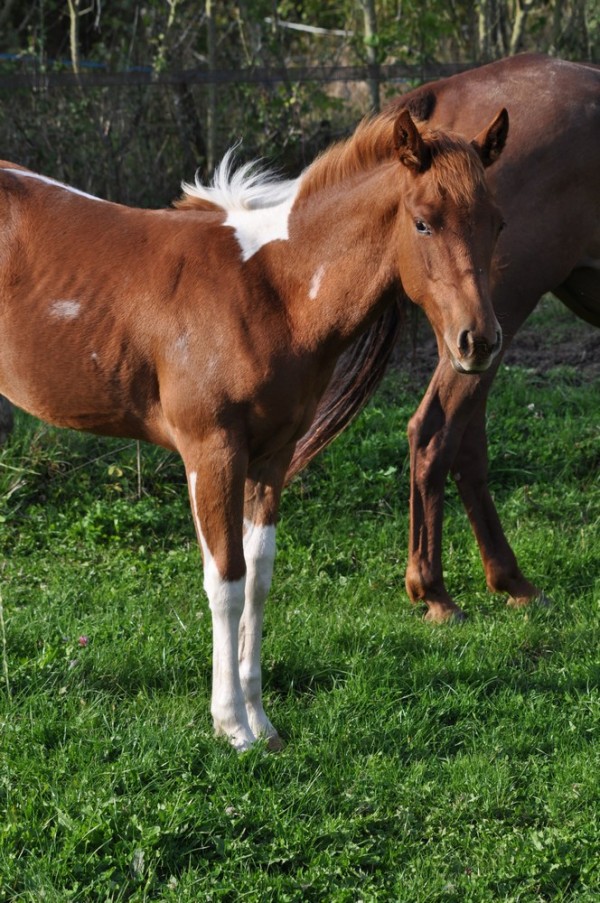 Django Such Hobby, cheval américain à vendre - Horse OM Cultures
